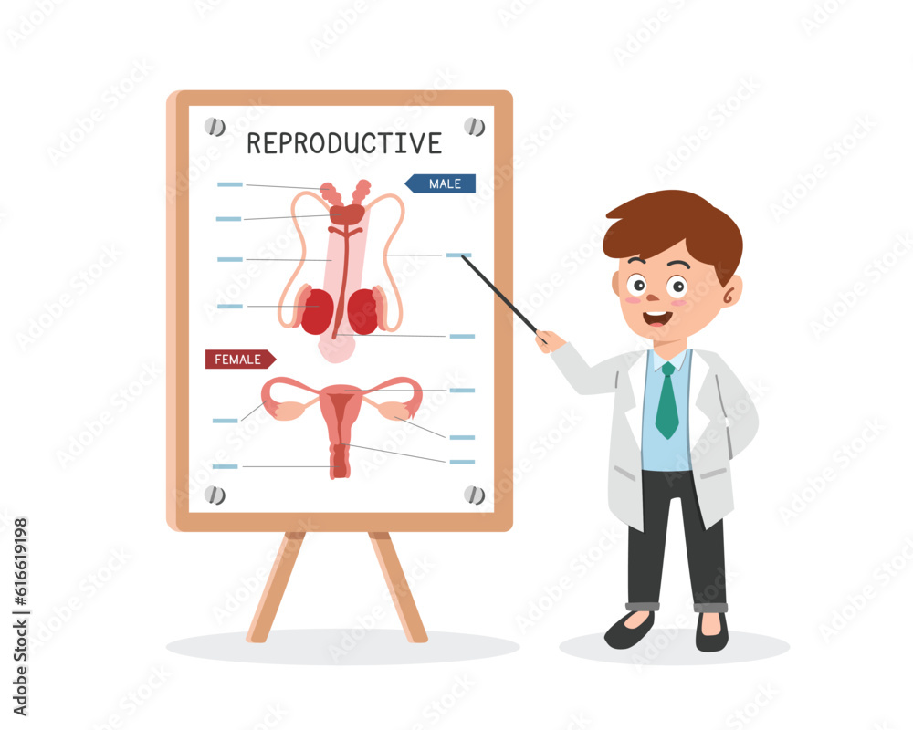 Reproductive system clipart cartoon style. Doctor presenting human ...