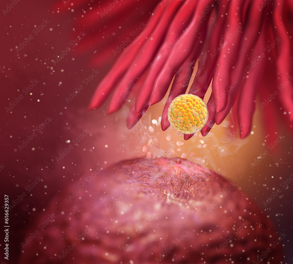 Menstrual cycle diagram. Woman health concept. Menstruation phases ...