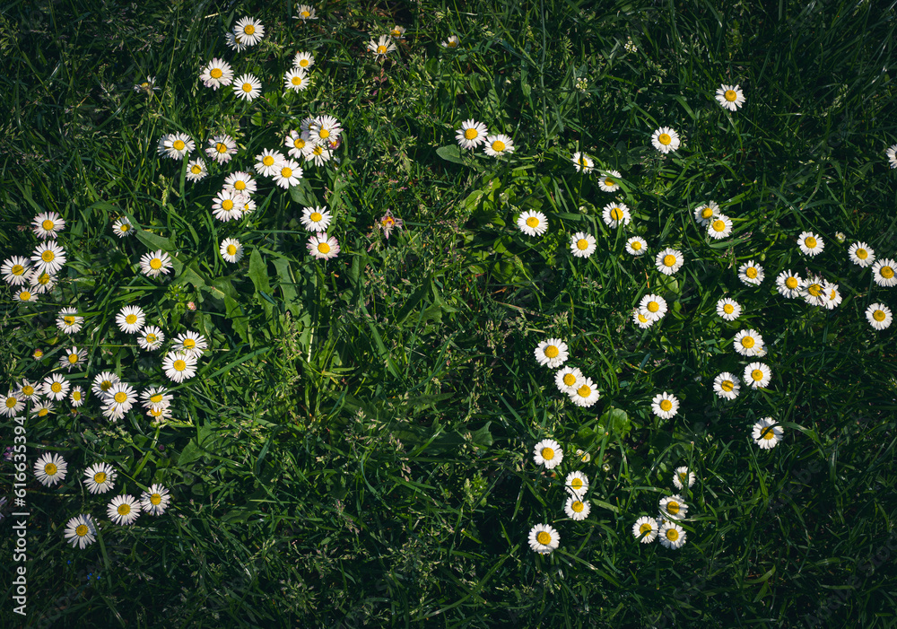 Spring Lawn, Natural Lush Grass Texture Background, Park Grass Field ...