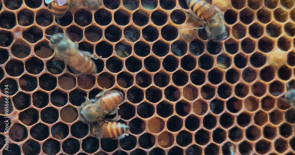 Closup of Bees inside the beehive. Honeycomb close up. Bee colony in ...