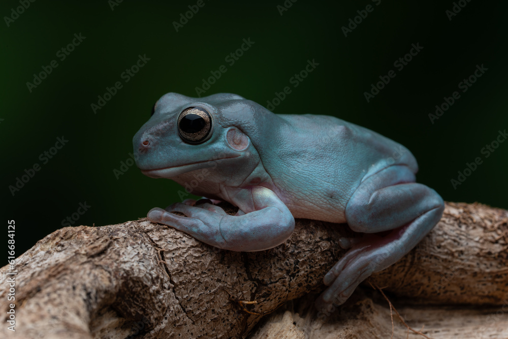 Blue Dumpy Tree Frog