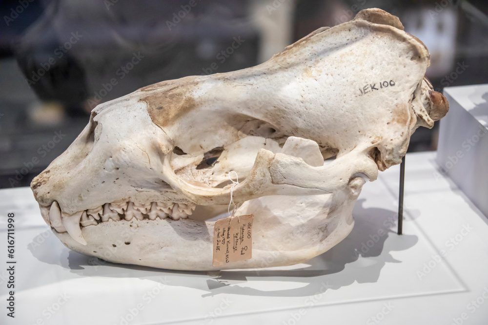 the Skull of a leopard Seal (Hydrurga Leptonyx) in Australian musuem ...