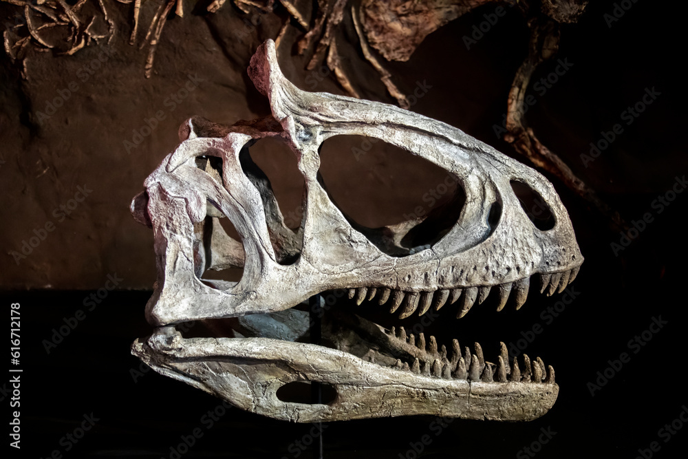 the cast of cryolophosaurus ellioti skull in Australian musuem. a genus ...