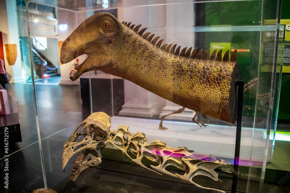 the cast and reconstruction of Nigersaurus taqueti head and neck in ...