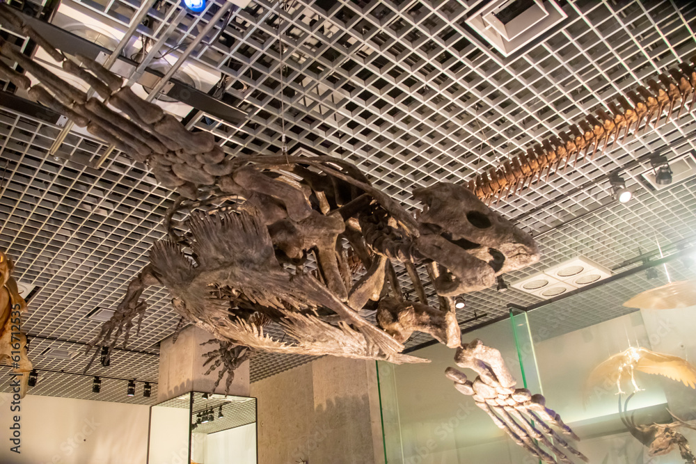 Foto de the Archelon in global gallery National Museum of Nature and ...
