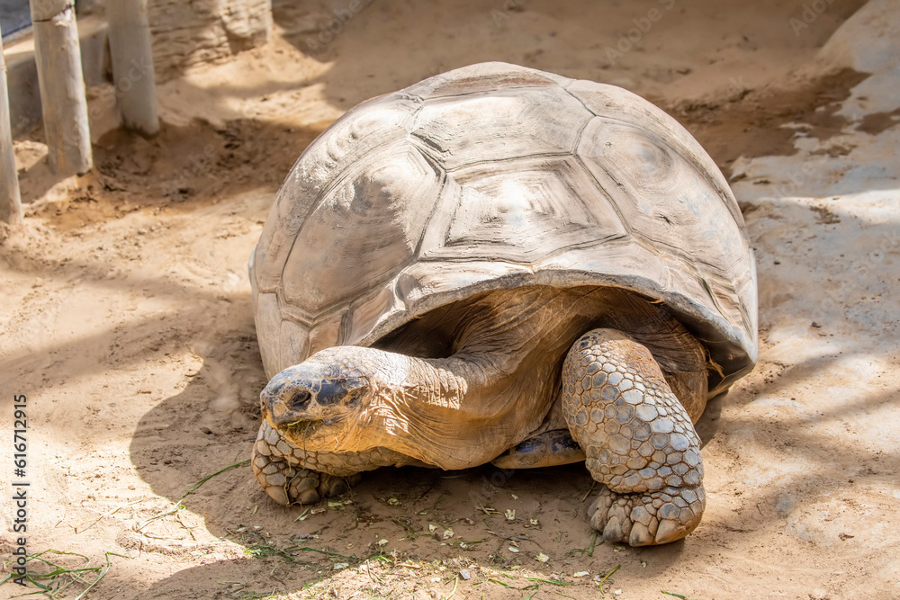 Galapagos giant tortoise (Chelonoidis niger) is a species of very large ...