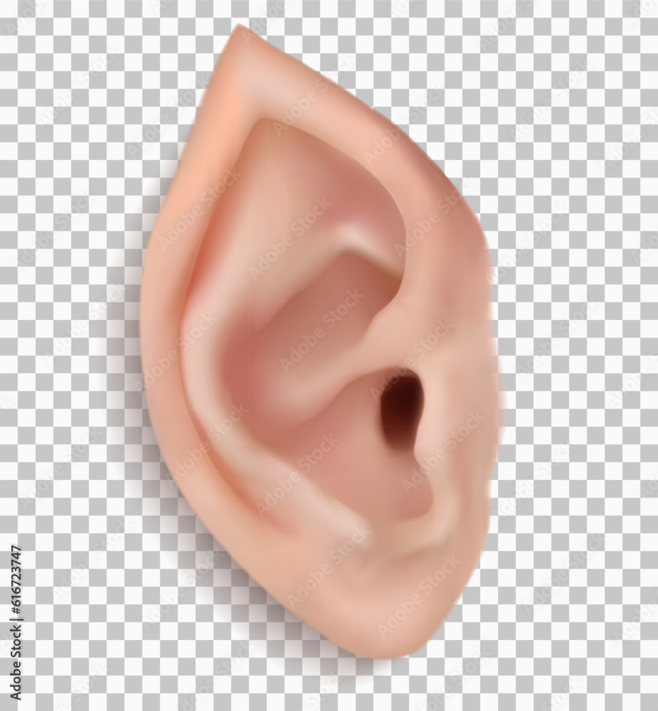 Pointy ear of elf. Realistic 3d vector elven large ear isolated on ...