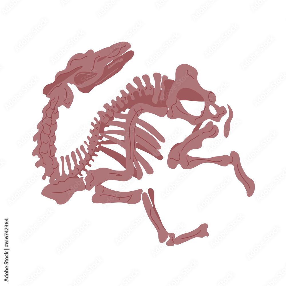 Dinosaur or animal skeleton. Ancient lizard. Scary monster predator ...