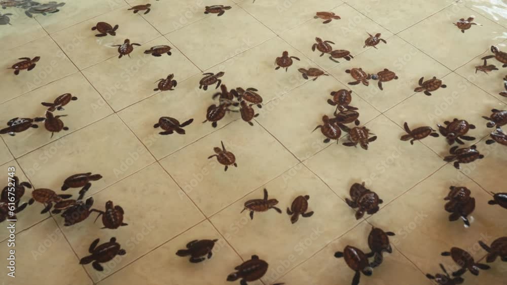 Top view of little turtles swimming in a beige tiled swimming pool ...