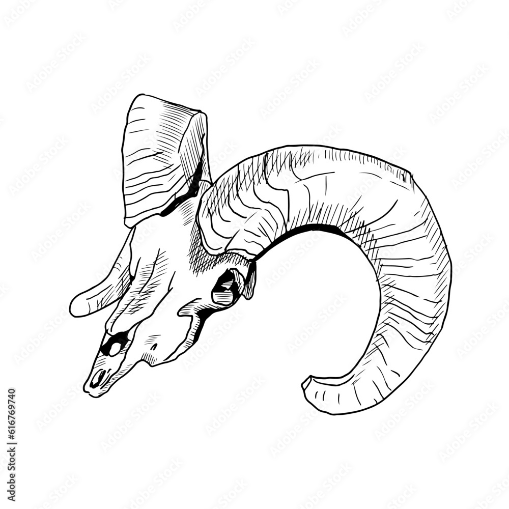 Ram skull. Vector sketch. Isolated on a white background. Hand-drawn ...