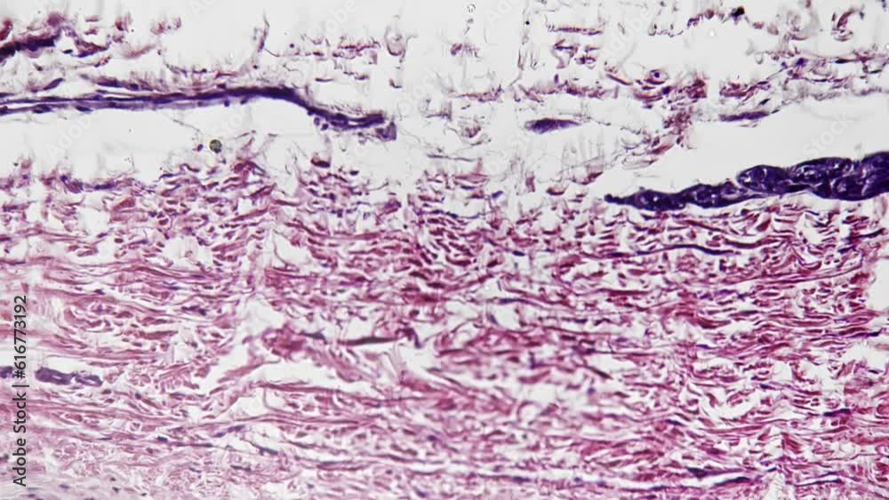 Simple squamous epithelium of human being in section filmed under ...