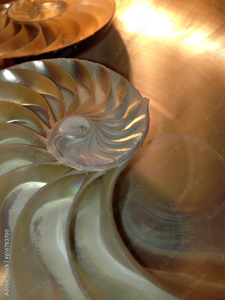 nautilus shell symmetry Fibonacci half cross section spiral golden ...