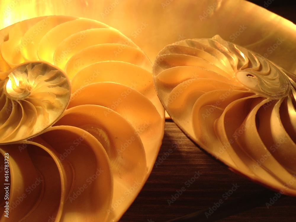 nautilus shell symmetry Fibonacci half cross section spiral golden ...