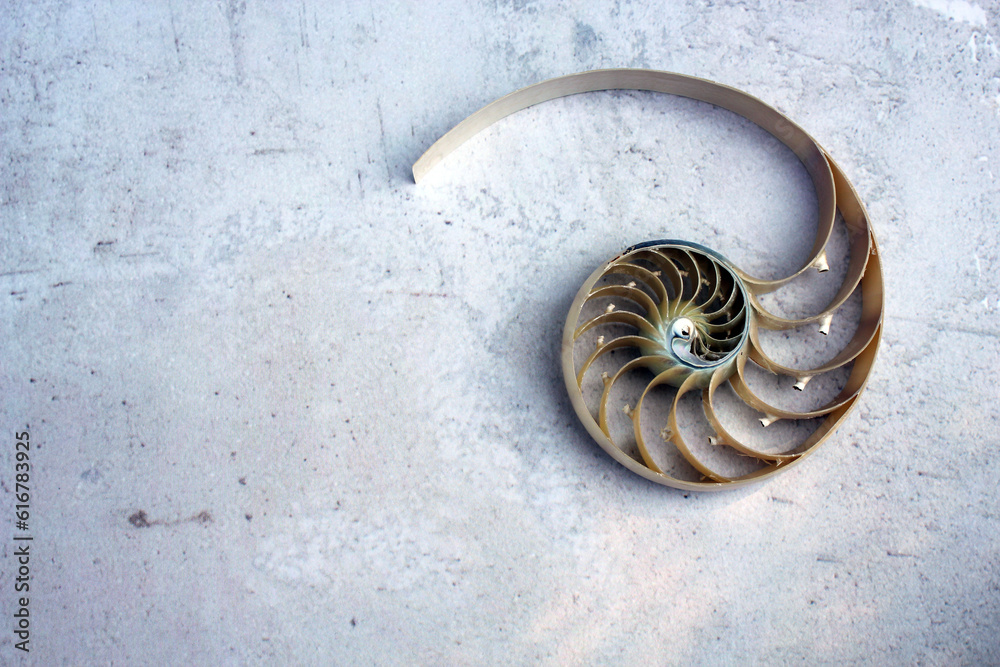 Fotografía shell pearl spiral nautilus symmetry Fibonacci half cross ...
