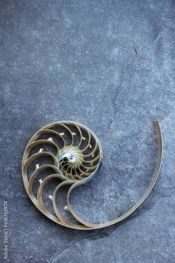 Foto de nautilus shell symmetry Fibonacci half cross section spiral ...