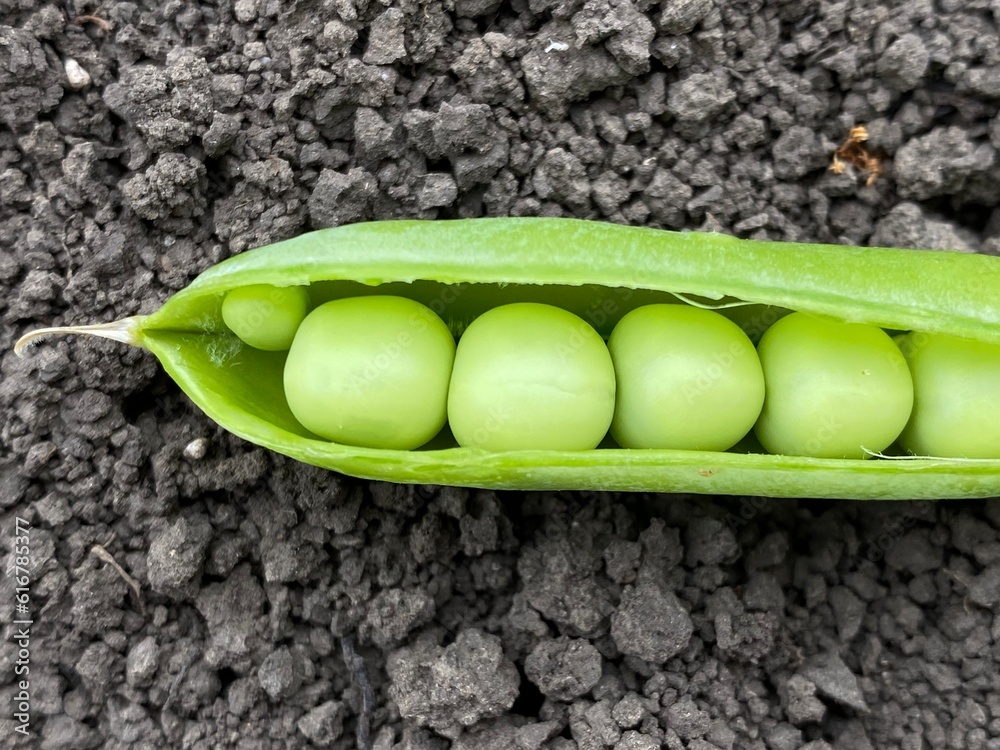 Macro pea photo. Single pea plant on the ground. Beautiful fresh plant ...