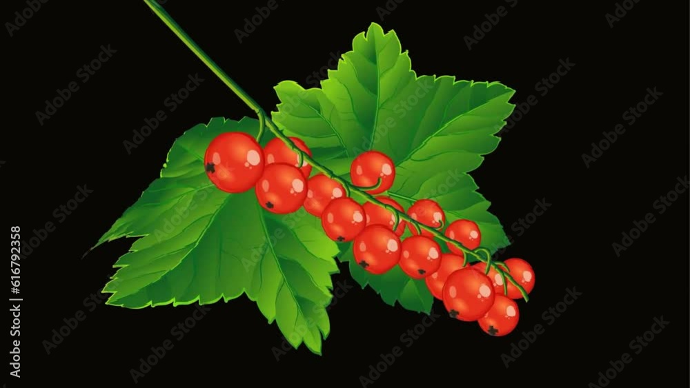 Vidéo Stock cherries fruit, fresh food background and 2d animation ...