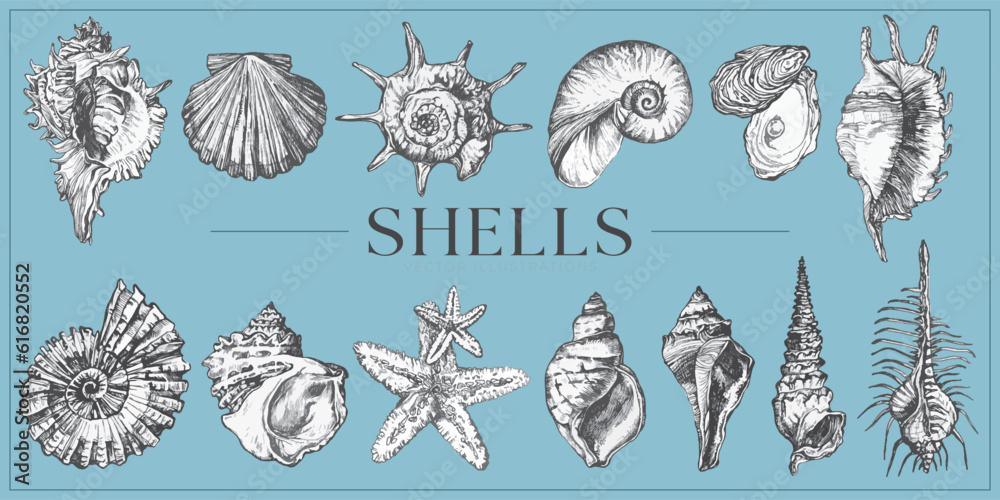 Handdrawn Shells illustrations, shells drawing, sea elements, ocean ...