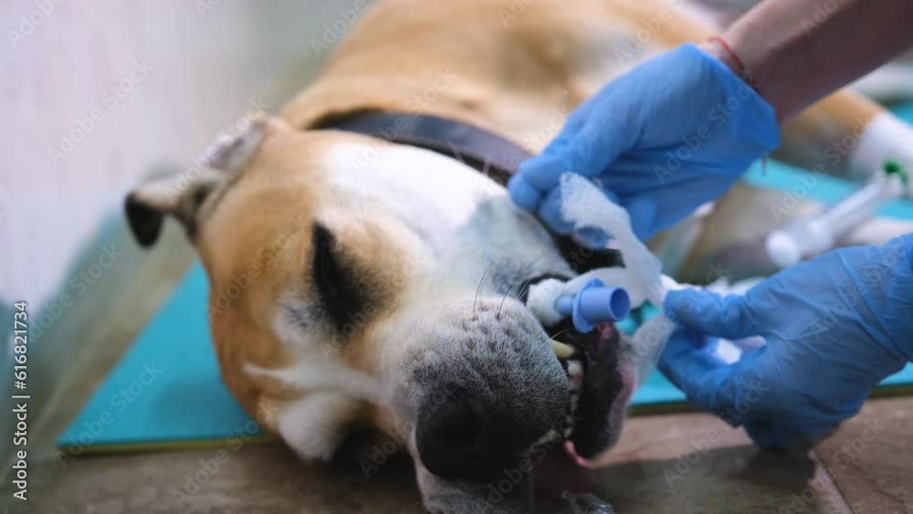 The veterinary surgeon places the endotracheal tube into the dog before ...