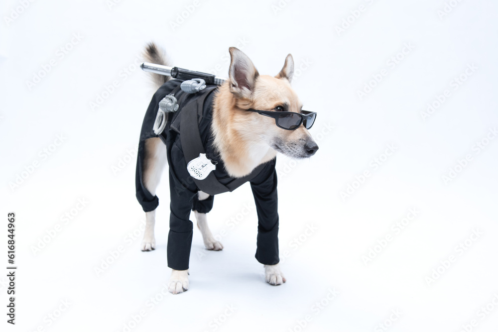 Cachorro fantasiado de policial e armado Stock Photo | Adobe Stock