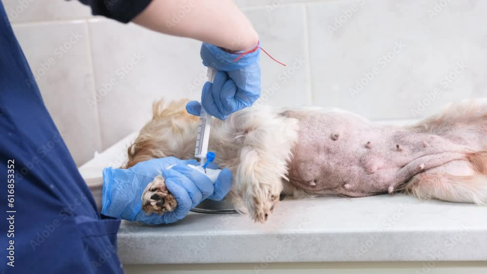 Close-up of a veterinarian giving an injection of anesthesia to a dog ...