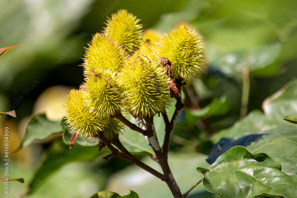 Urucuzeiro é uma árvore cujo fruto é o urucum, de onde se extrai o ...