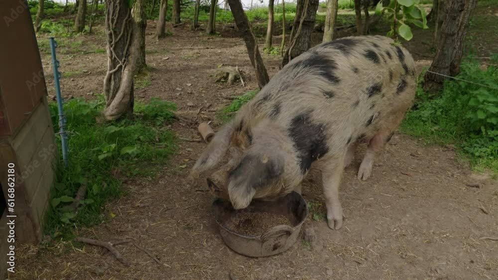 Wide shot of a huge brown and black pig ravenously eating her food from ...