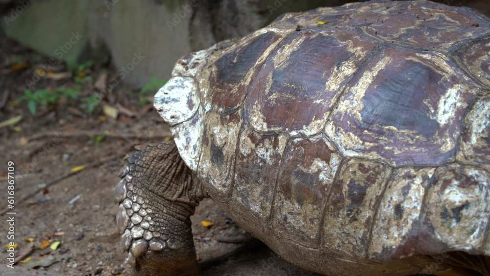 Endangered wildlife species, an old African spurred tortoise ...