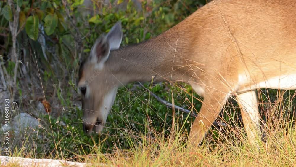 Key Deer are an endangered species that lives in the Florida Keys. In ...