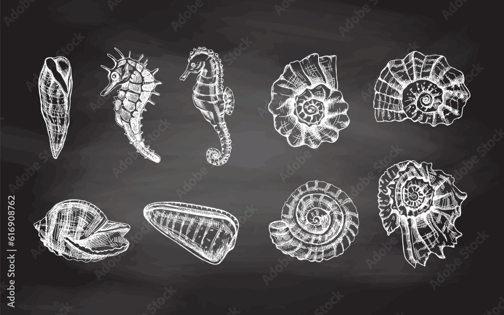 Seashells, ammonite, seahorses, whelk vector set. Hand drawn white ...