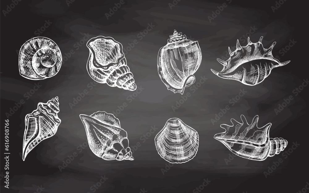 Seashells, ammonite vector set. Hand drawn white sketch illustration ...