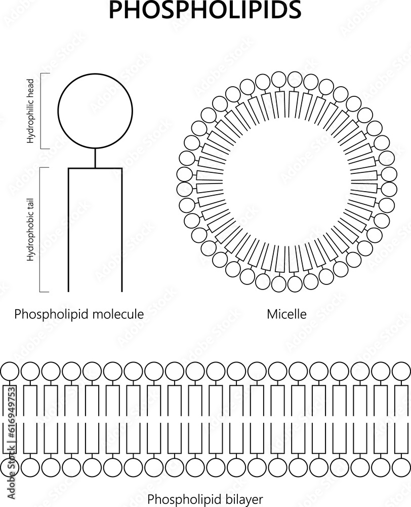 Phospholipid Molecule Lipid Bilayer Micelle Black And White Stock Illustration Adobe Stock