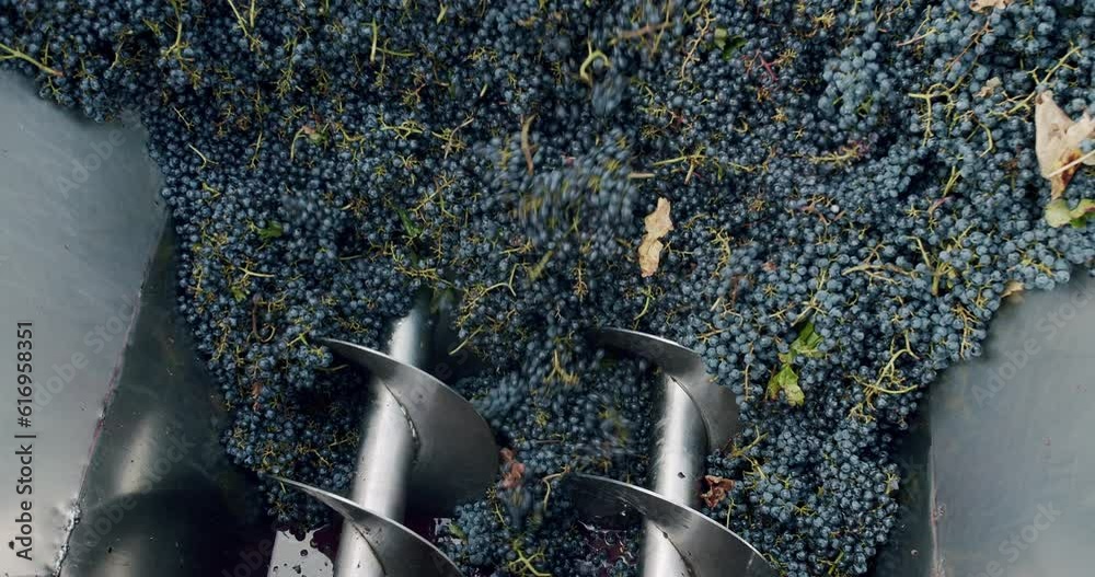 Wine factory, grape processing metal machine squeezing. Squeeze The ...