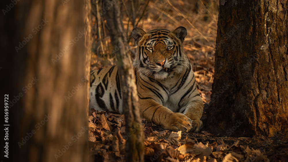 Royal bengal tiger pose in beautiful place. Amazing tigers in the ...