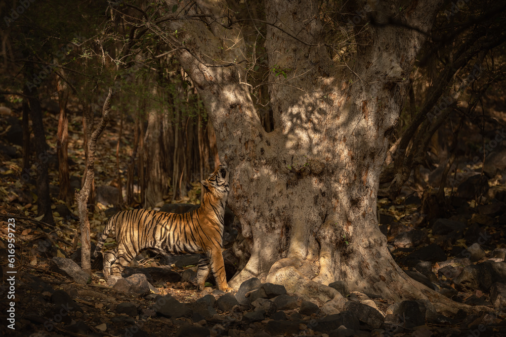 Royal bengal tiger pose in beautiful place. Amazing tigers in the ...