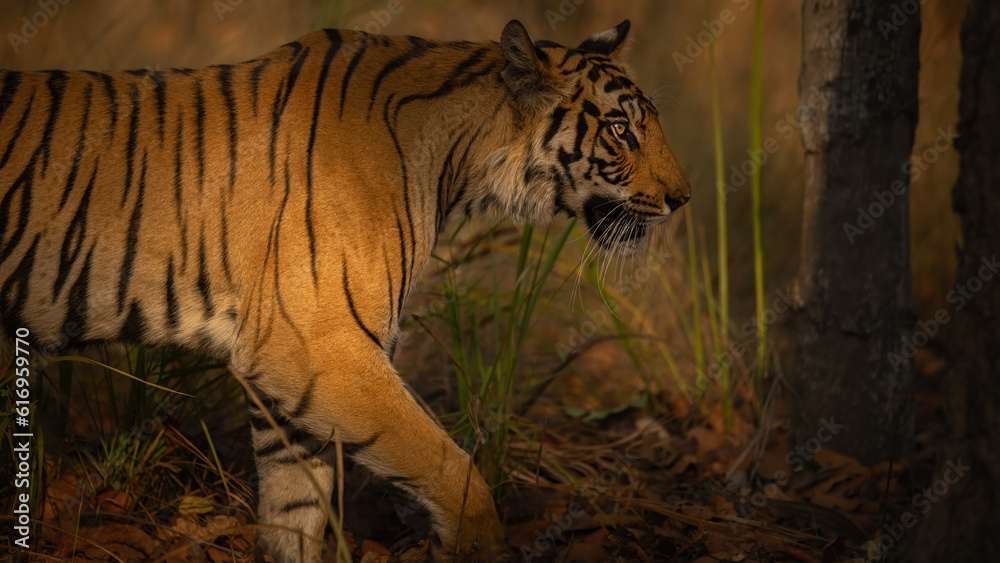 Royal bengal tiger pose in beautiful place. Amazing tigers in the ...