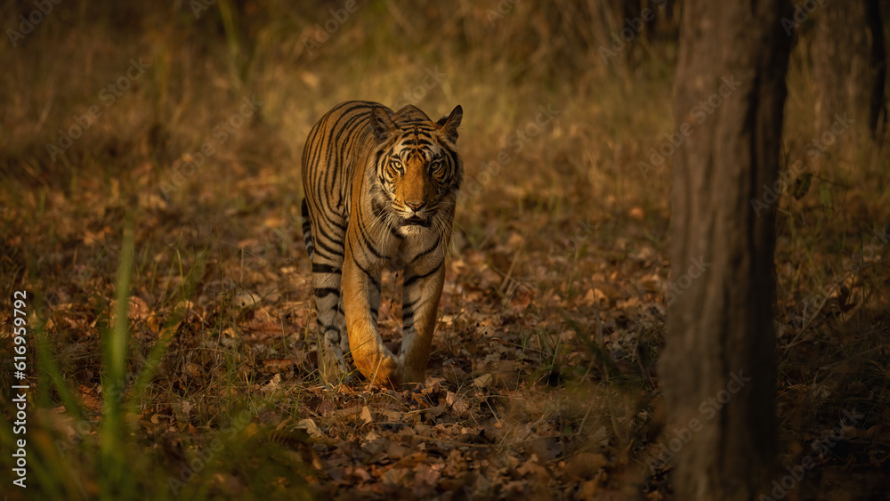 Royal bengal tiger pose in beautiful place. Amazing tigers in the ...