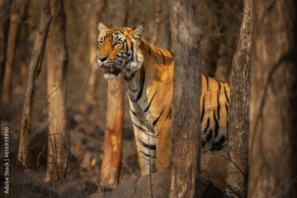 Royal bengal tiger pose in beautiful place. Amazing tigers in the ...