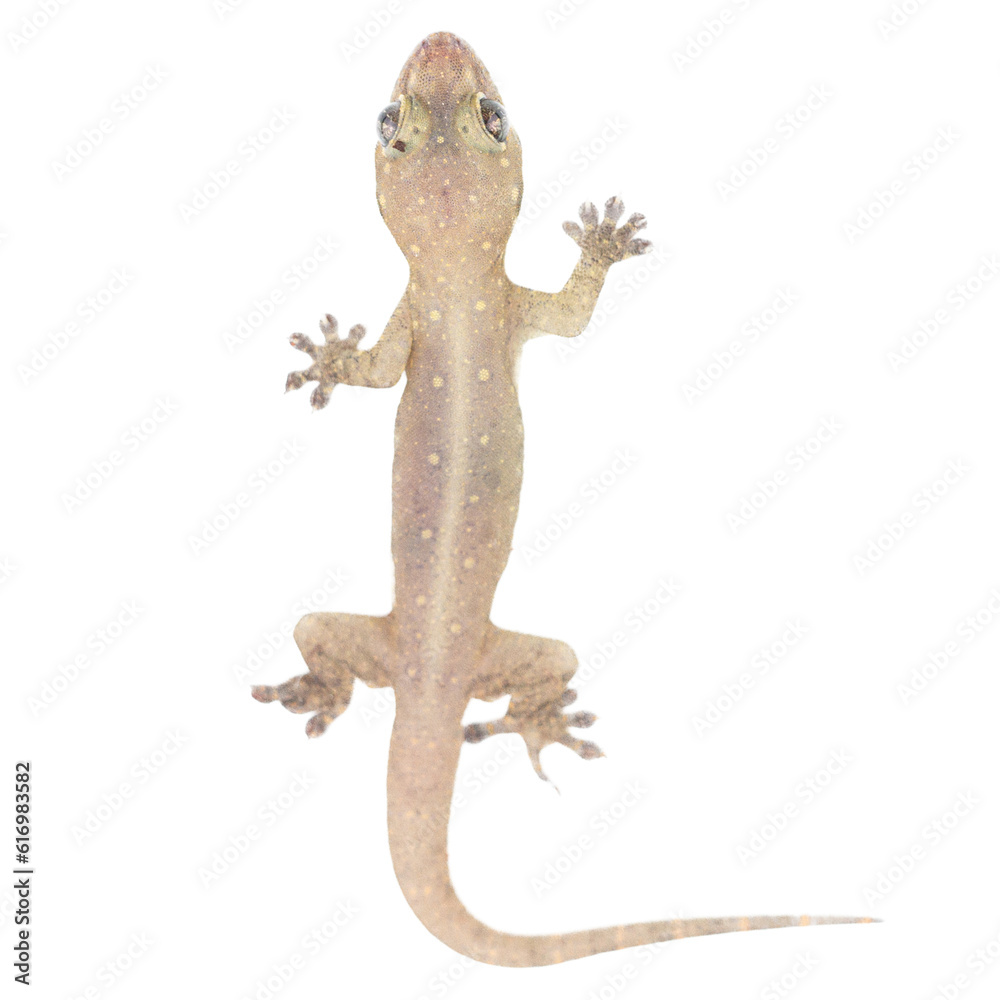 Asian House lizard (hemidactylus) isolated on transparent background ...