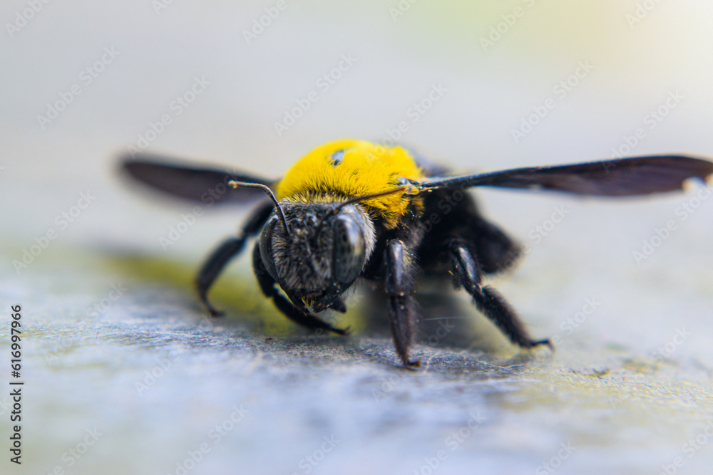 Nature's Glimpse: Carpenter Bee's Focused Eye and Yellow Feather ...