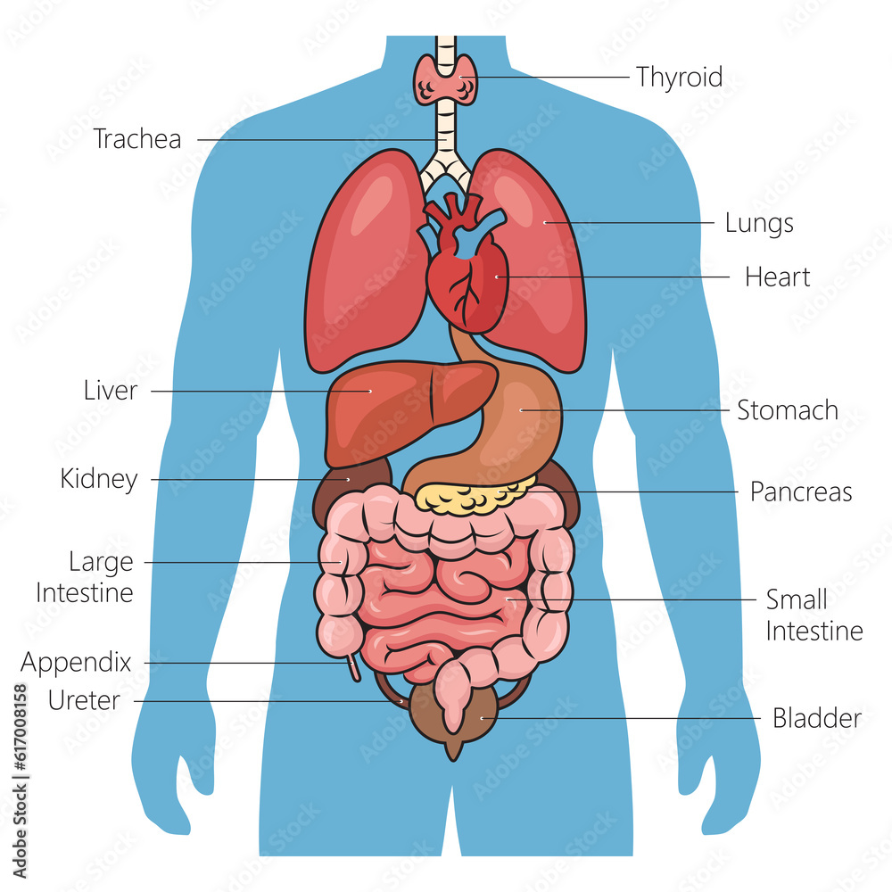 Human internal organs diagram schematic raster illustration. Medical ...