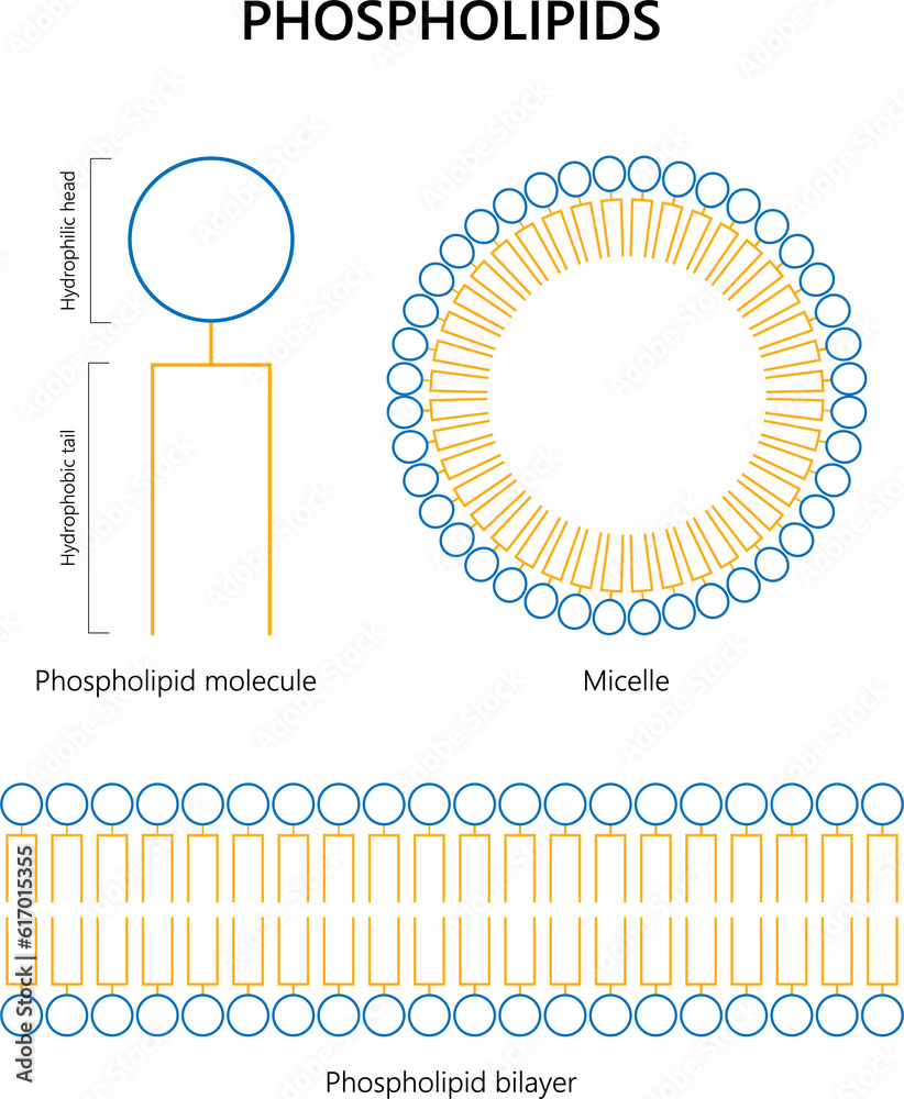 Phospholipid molecule, Lipid bilayer, Micelle (colors) Stock ...