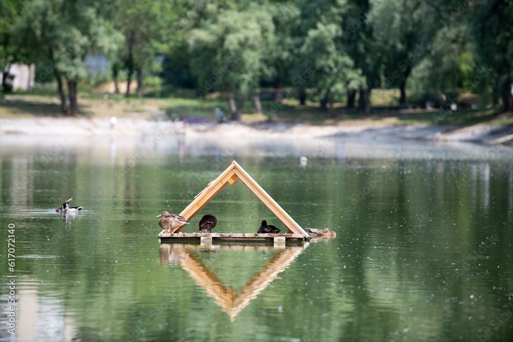 Ducks and wooden floating duck house on the pond. Duck house. The ...