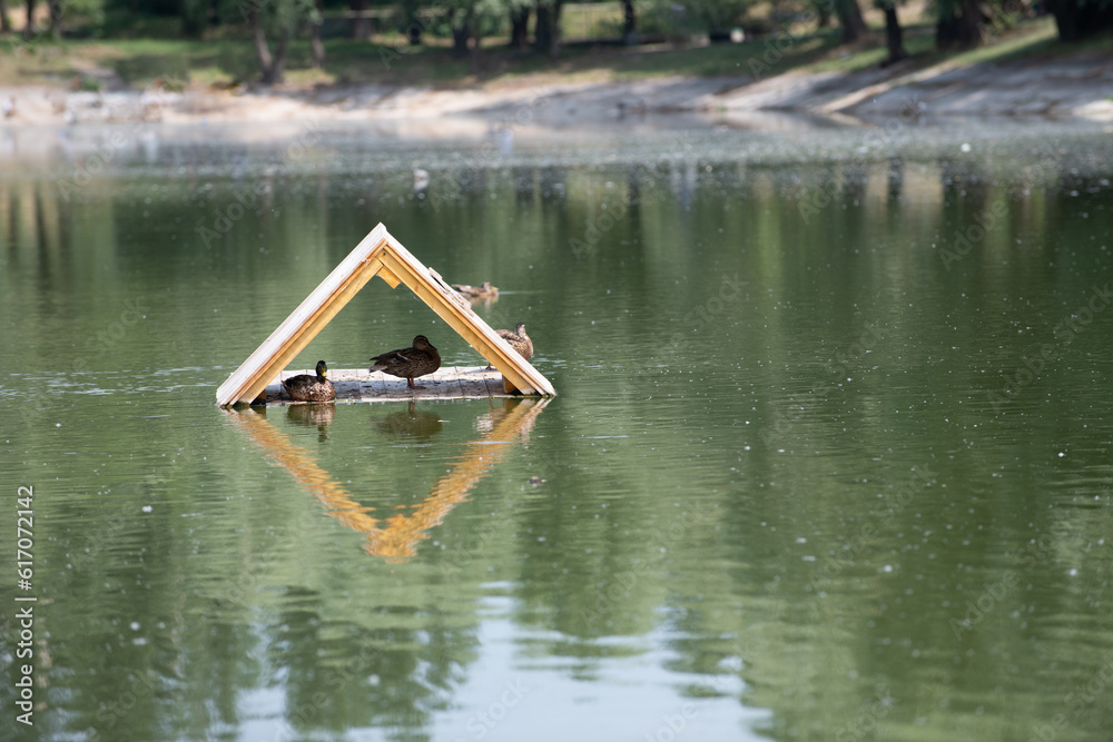 Ducks and wooden floating duck house on the pond. Duck house. The ...