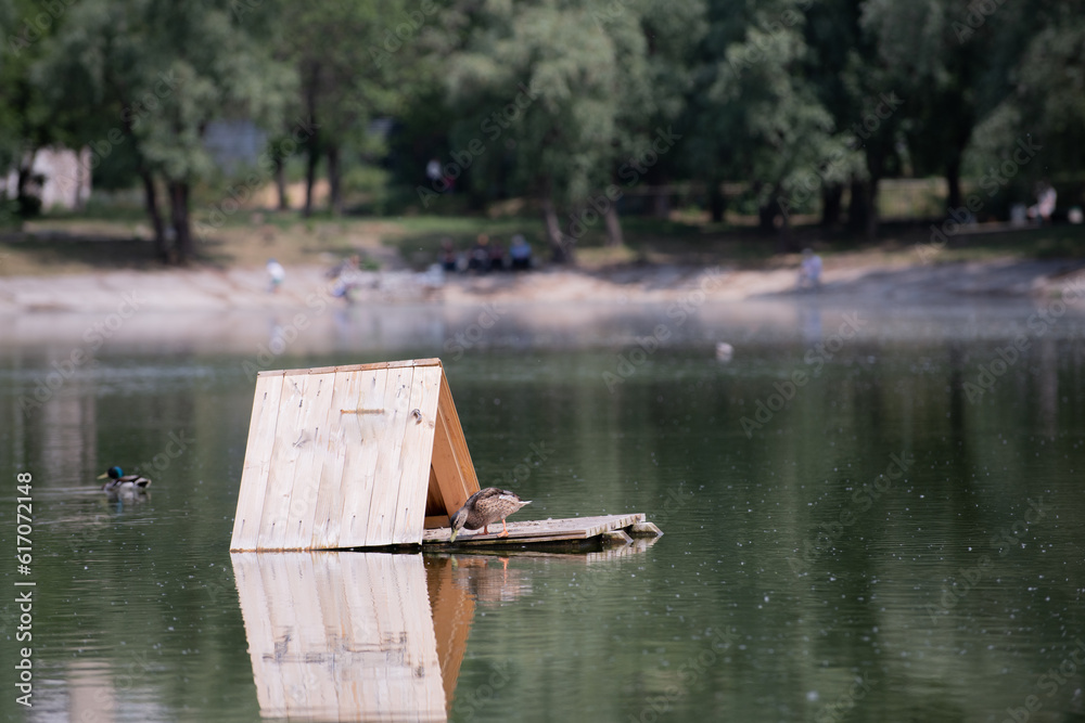 Ducks and wooden floating duck house on the pond. Duck house. The ...