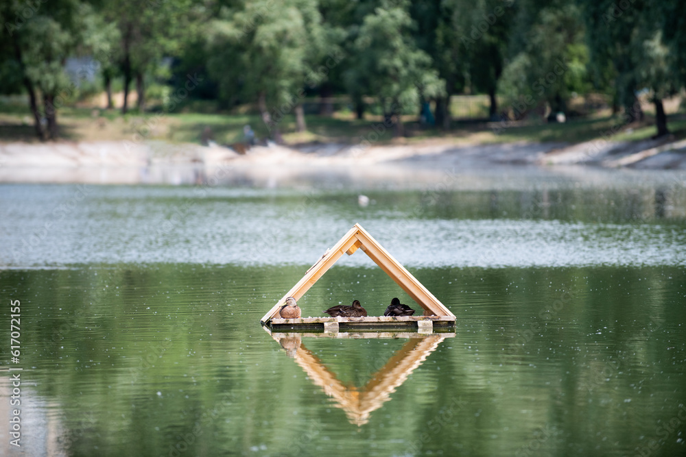 Ducks and wooden floating duck house on the pond. Duck house. The ...