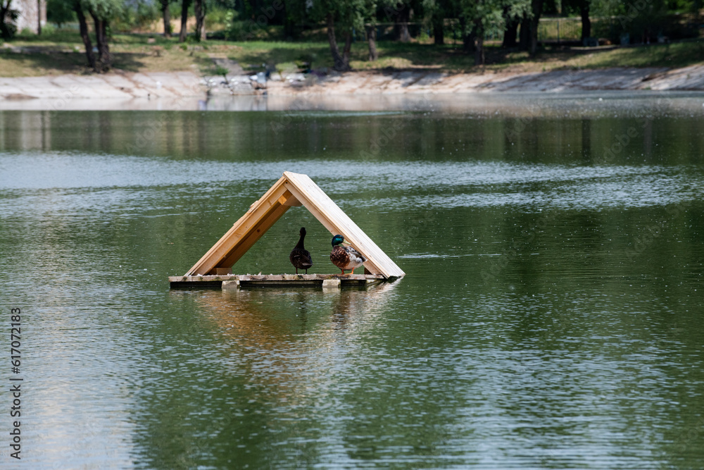 Ducks and wooden floating duck house on the pond. Duck house. The ...