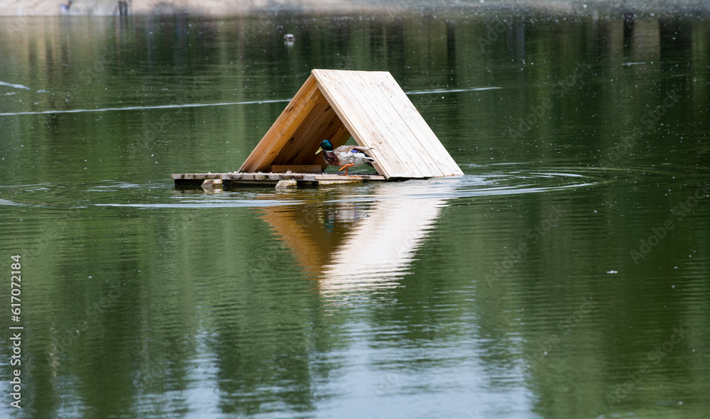 Ducks and wooden floating duck house on the pond. Duck house. The ...