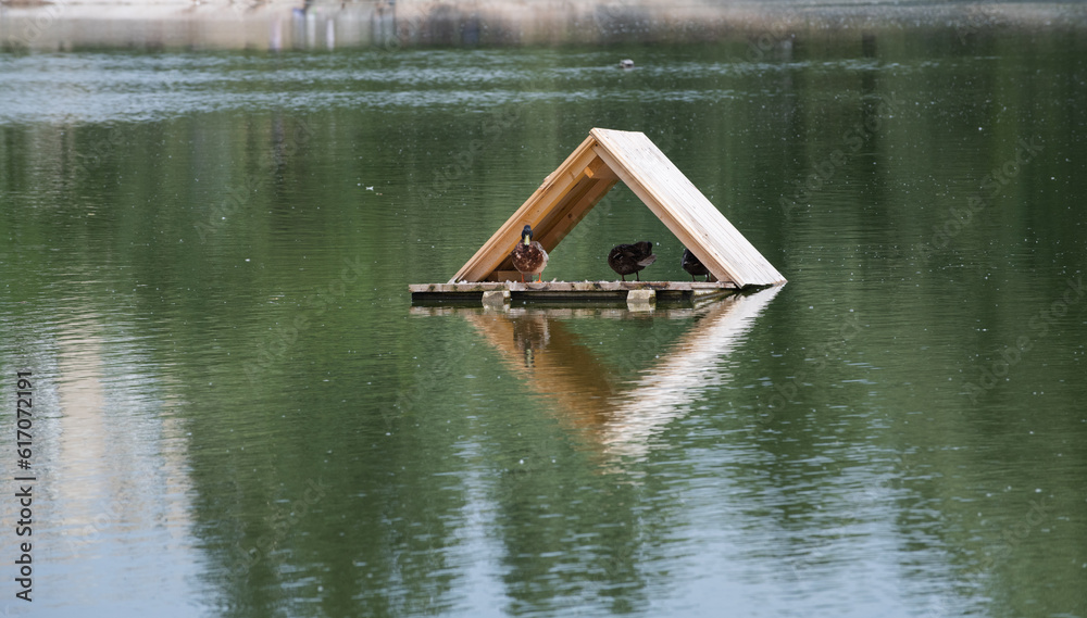 Ducks and wooden floating duck house on the pond. Duck house. The ...