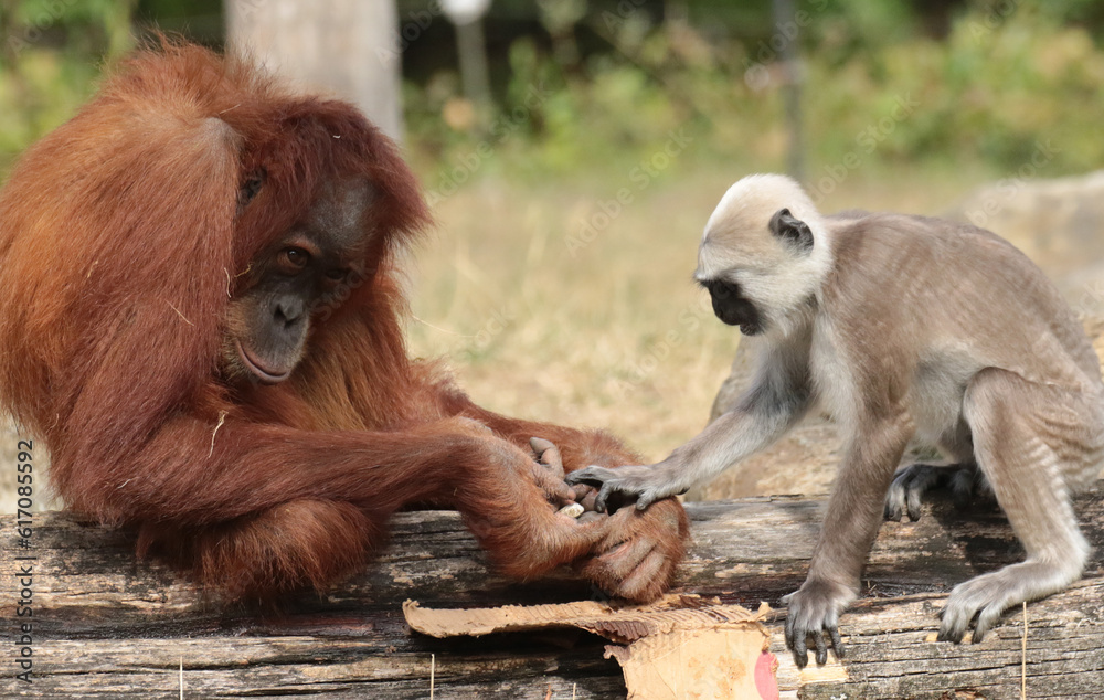 Monkeys are intelligent, agile, and social primates found in diverse ...
